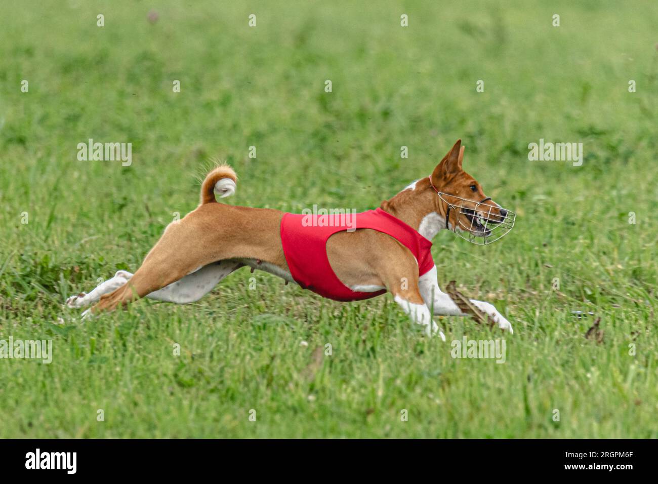 Dog running fast on green field at lure coursing competition Stock ...