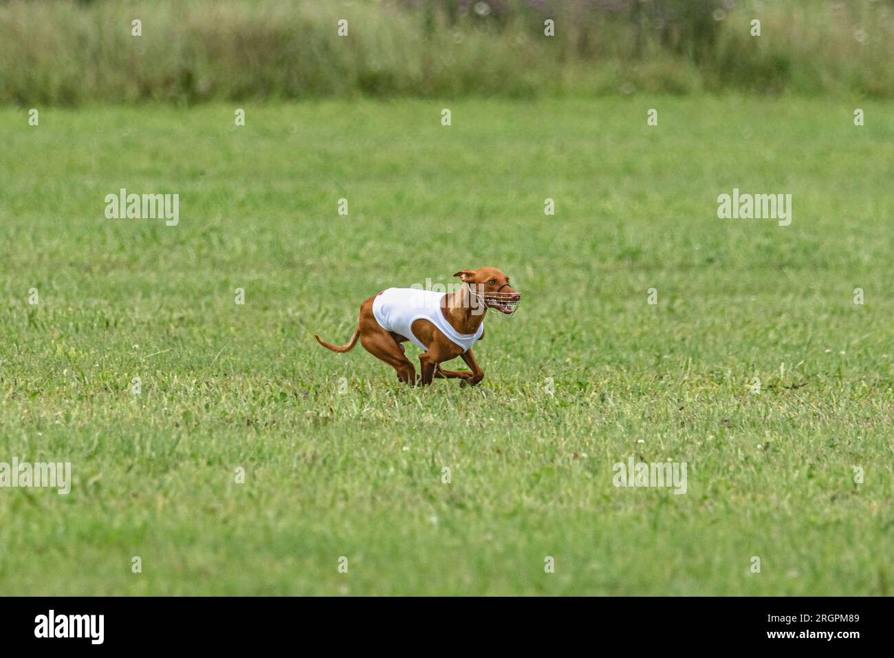 Dog running fast on green field at lure coursing competition Stock ...