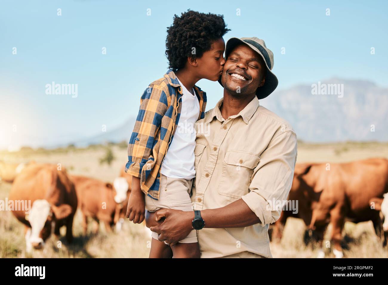Farm, cows and child kiss father in countryside for ecology, adventure ...
