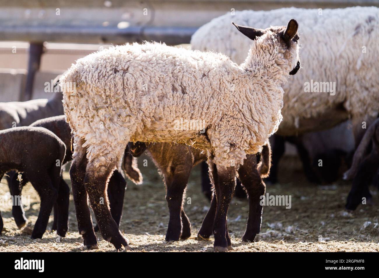 Lamb and ewe Stock Photo - Alamy