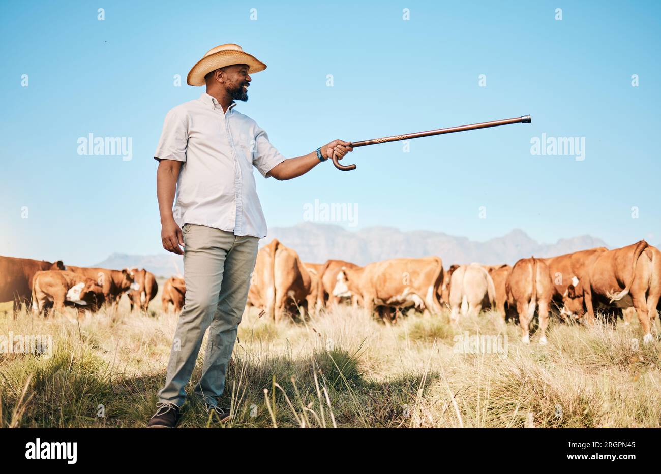 Pointing cow hi-res stock photography and images - Alamy
