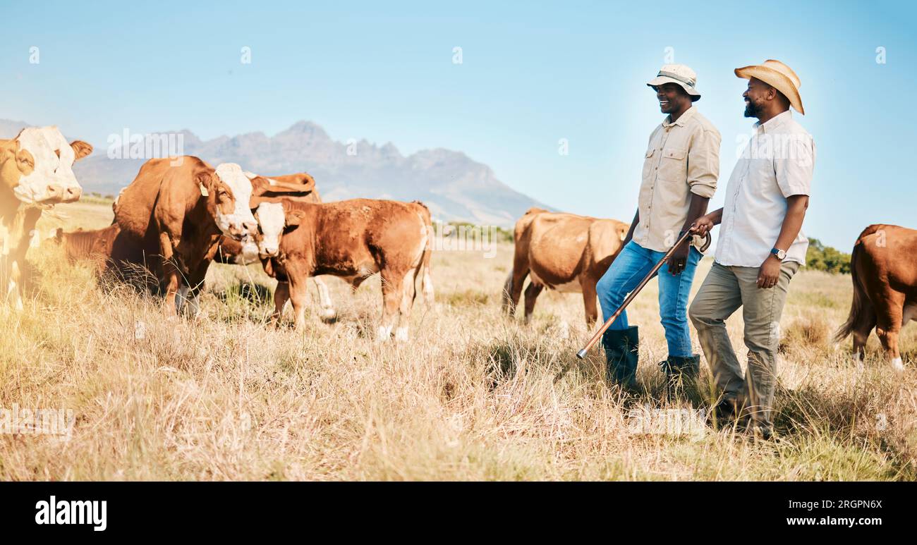 Cows, teamwork or black people on farm agriculture for livestock ...