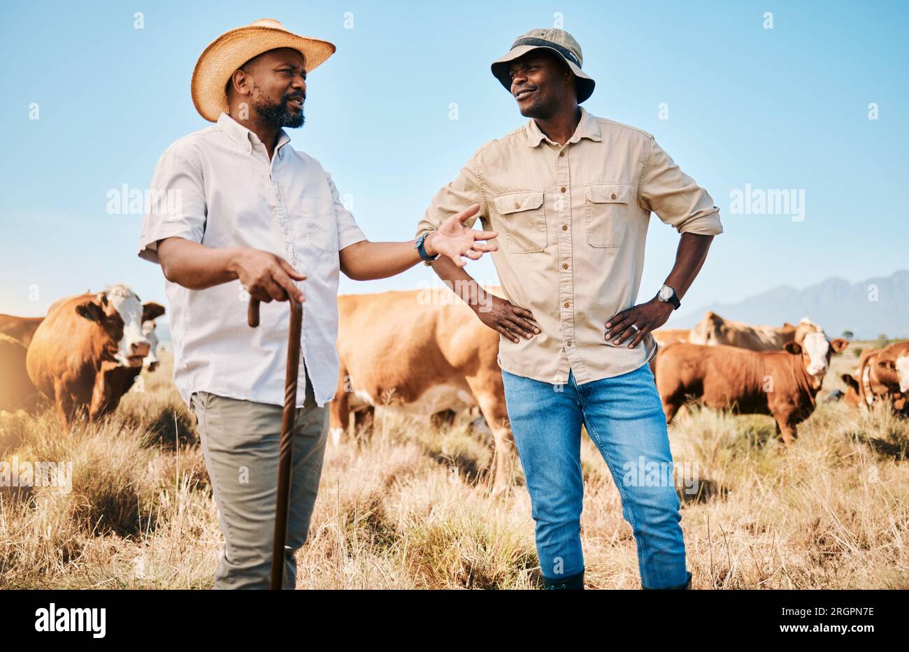 Cows, teamwork or black people on farm talking by agriculture for ...