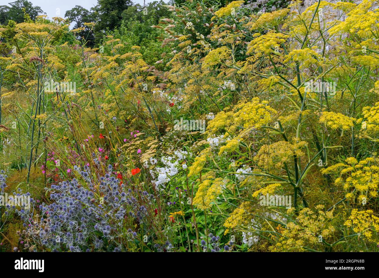 An english flower border in early August 2023 with Sweet fennel, Blue ...