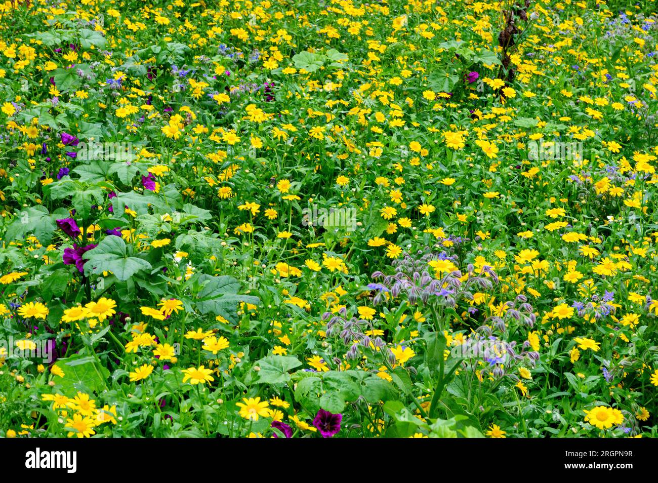 An english flower border in early August 2023 with Common Mallow, Corn ...