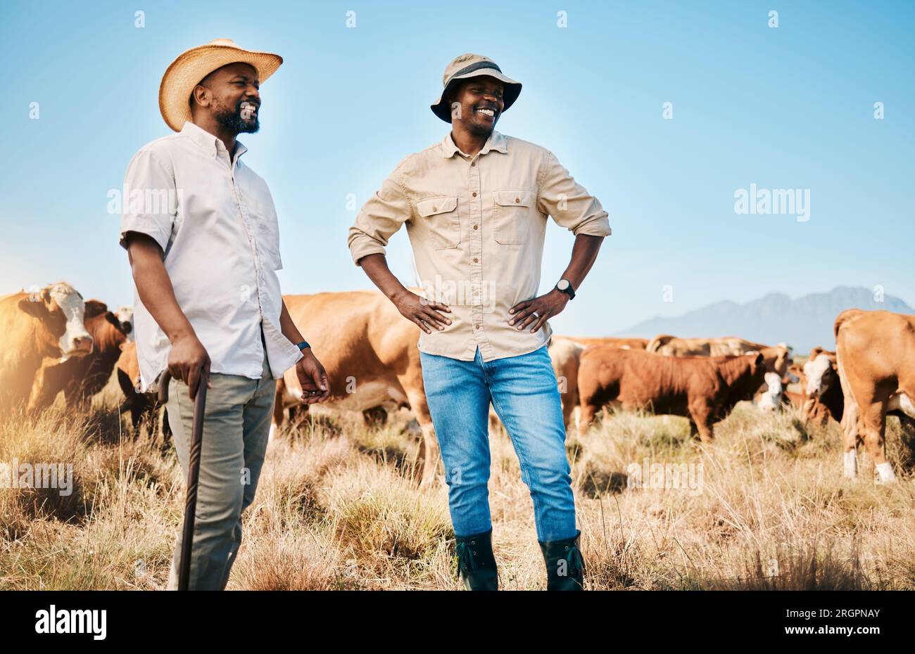 Farming people, talking or men with sales negotiation, cow farm and ...