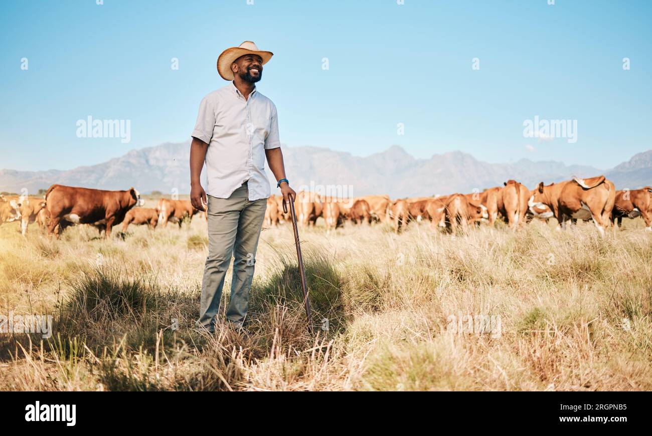 Farm, black man and happy, cow and agriculture for livestock, sustainability and agro business ...