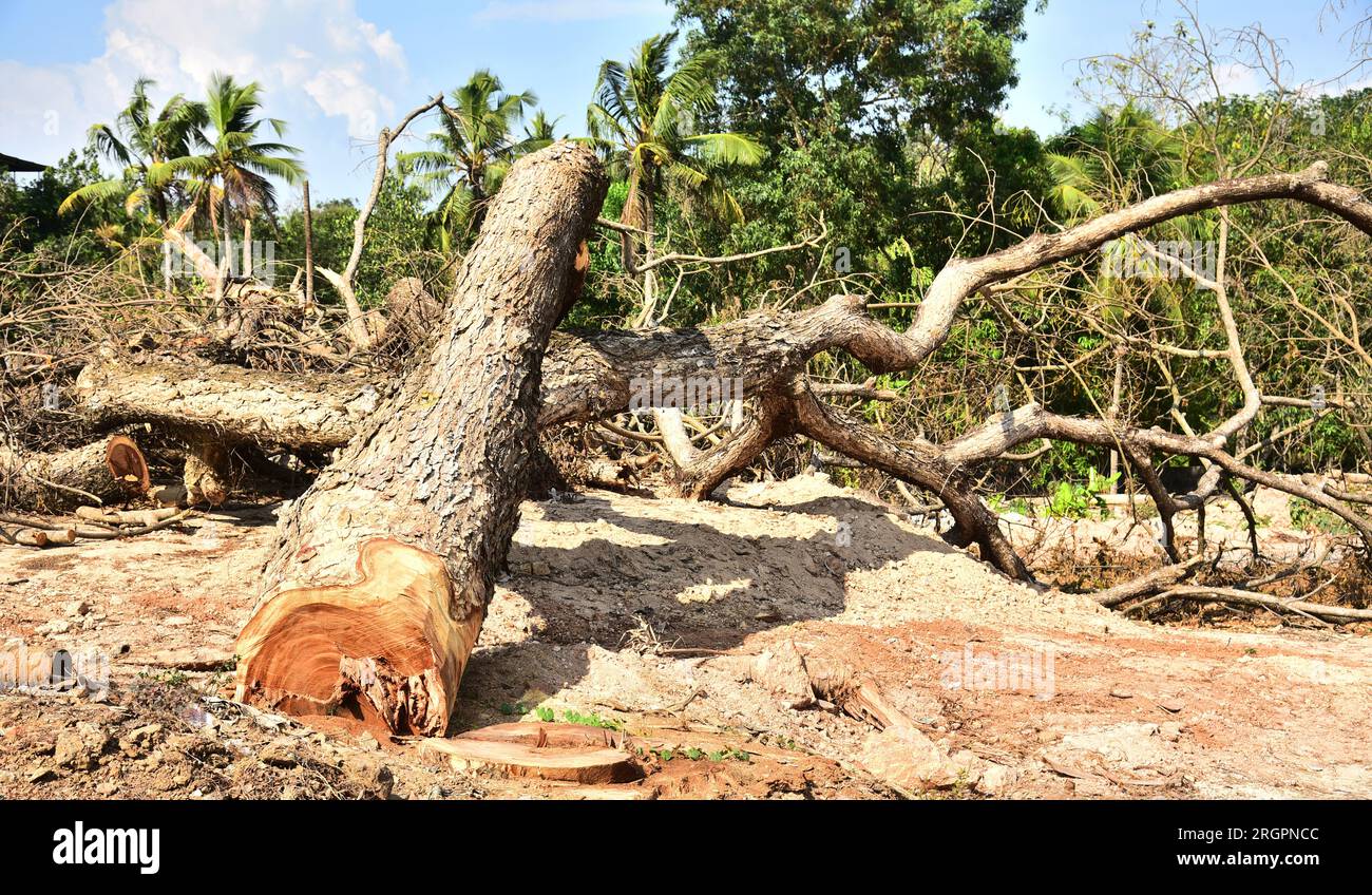 Cutting trees india deforestation hi-res stock photography and images ...
