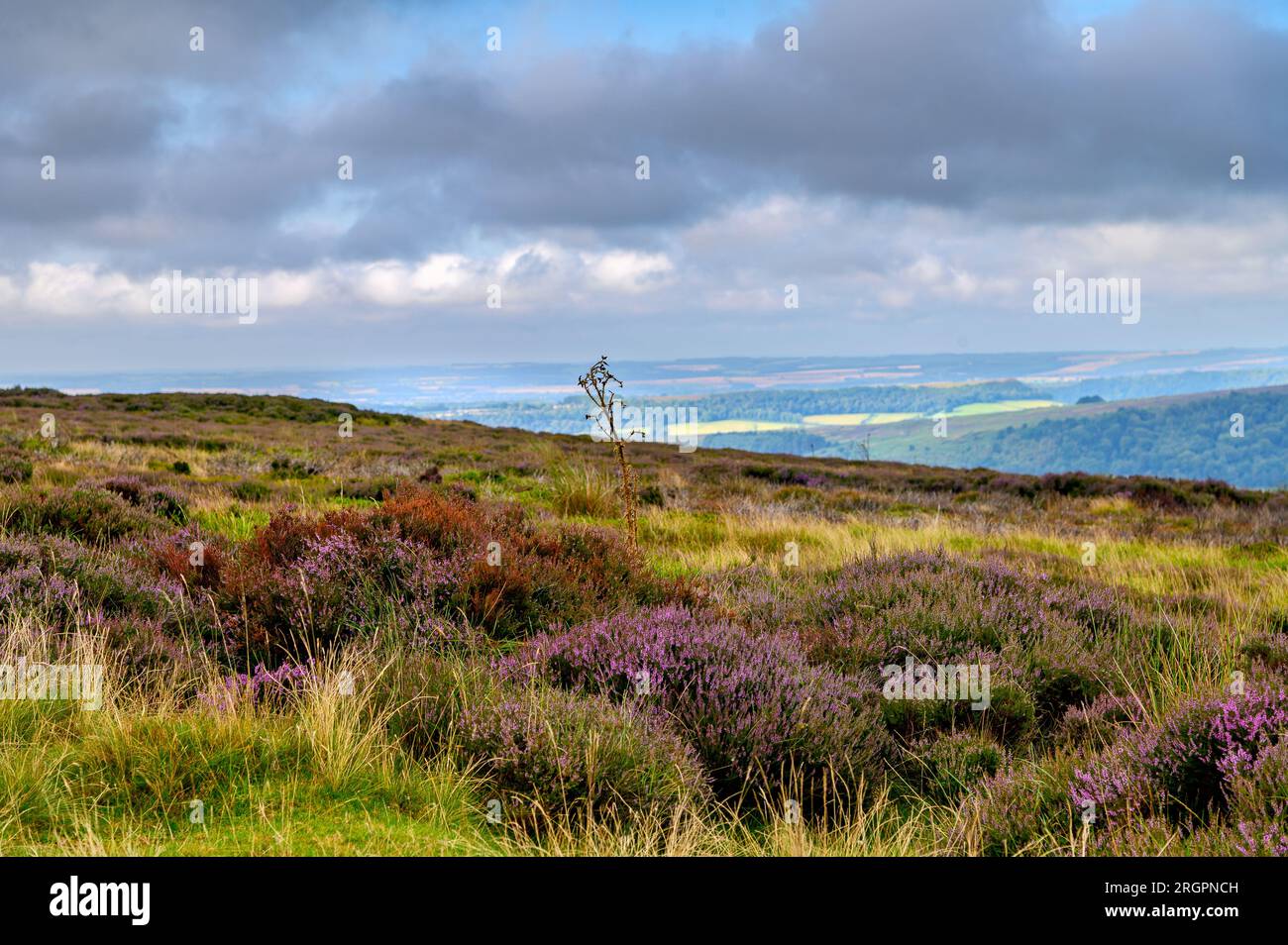 View across the North York Moors from Blakey Ridge, Yorkshire on a ...