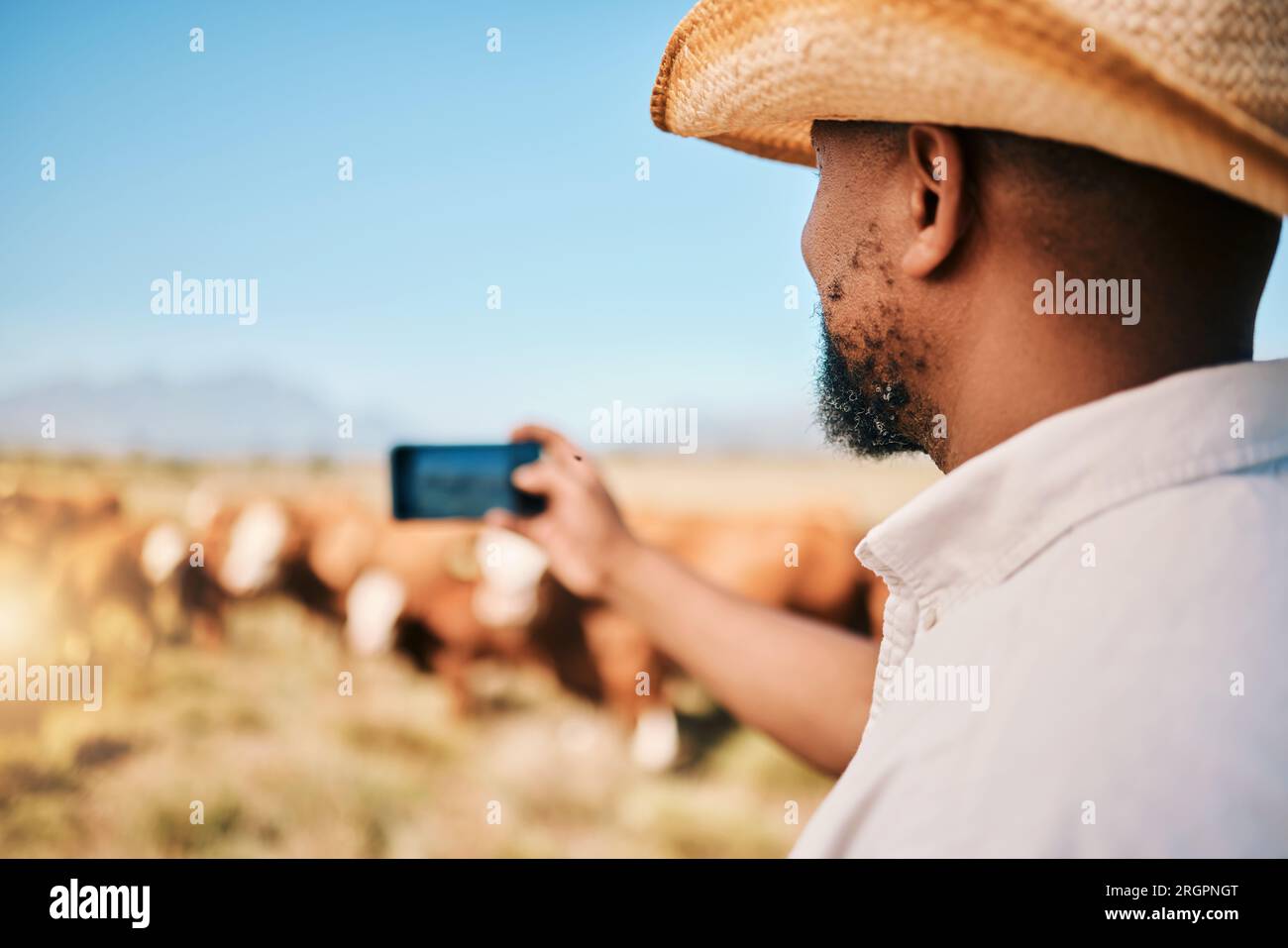 Cows in field pictures hi-res stock photography and images - Alamy