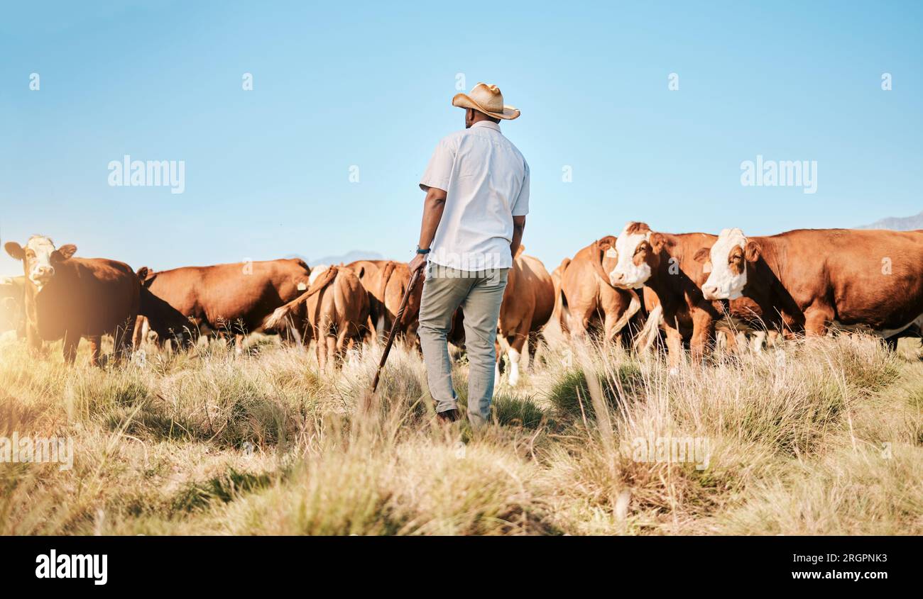 Farm, black man and cow, agriculture and livestock, sustainability and ...