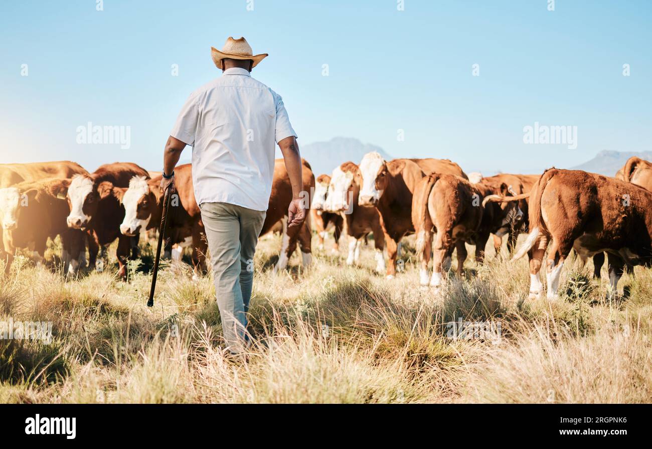 Cows, walking or black man on farm agriculture for livestock ...