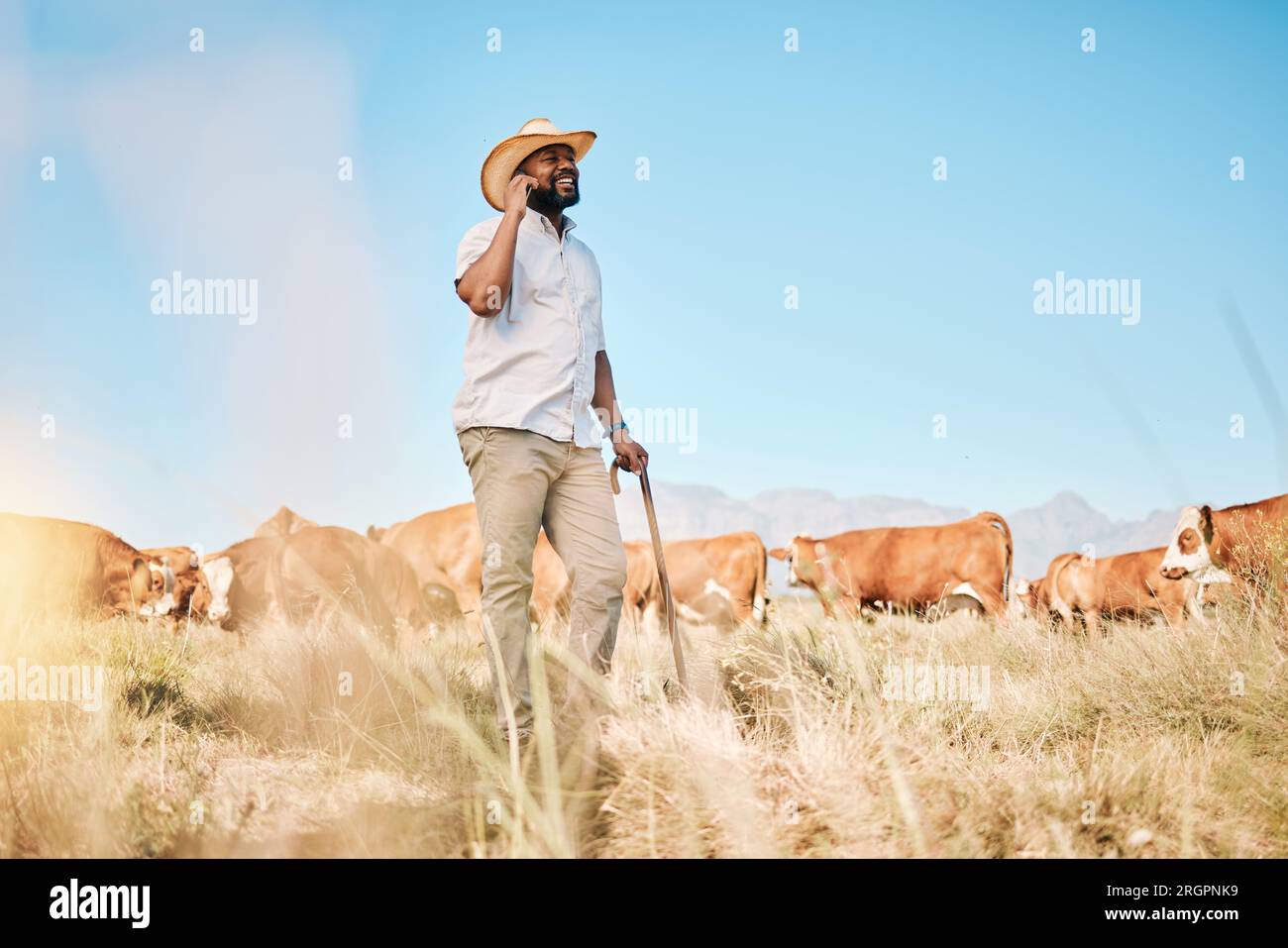 Cows, happy or farmer on a phone call talking or speaking of dairy livestock, agriculture or ...