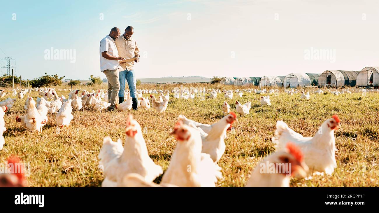 Black people, clipboard and farm with chicken livestock in agriculture ...