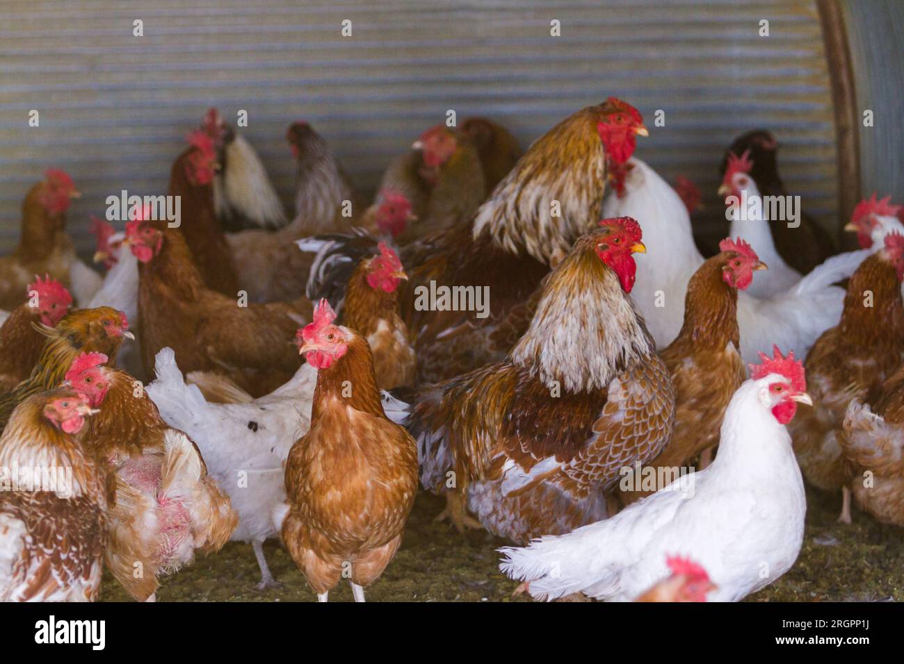 Free range chickens Stock Photo - Alamy
