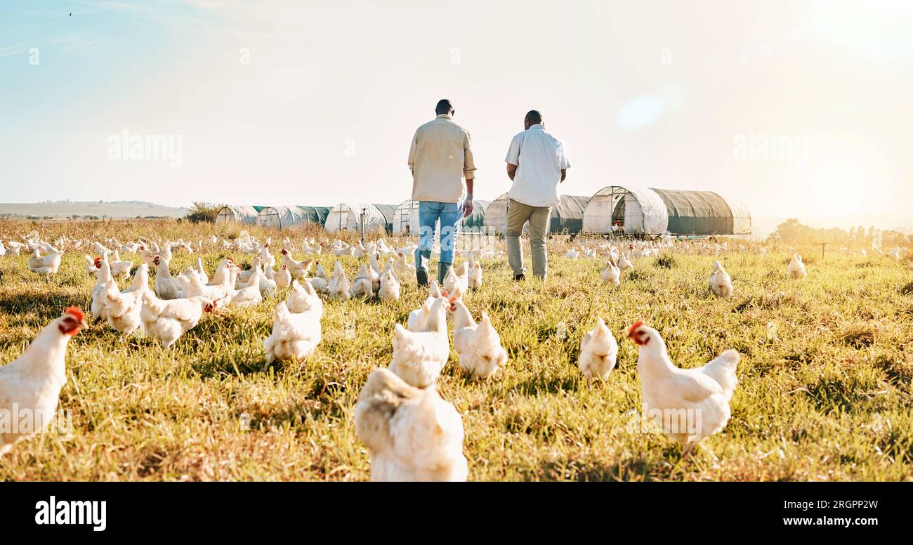 Black people, back and walking on farm with chicken in agriculture ...