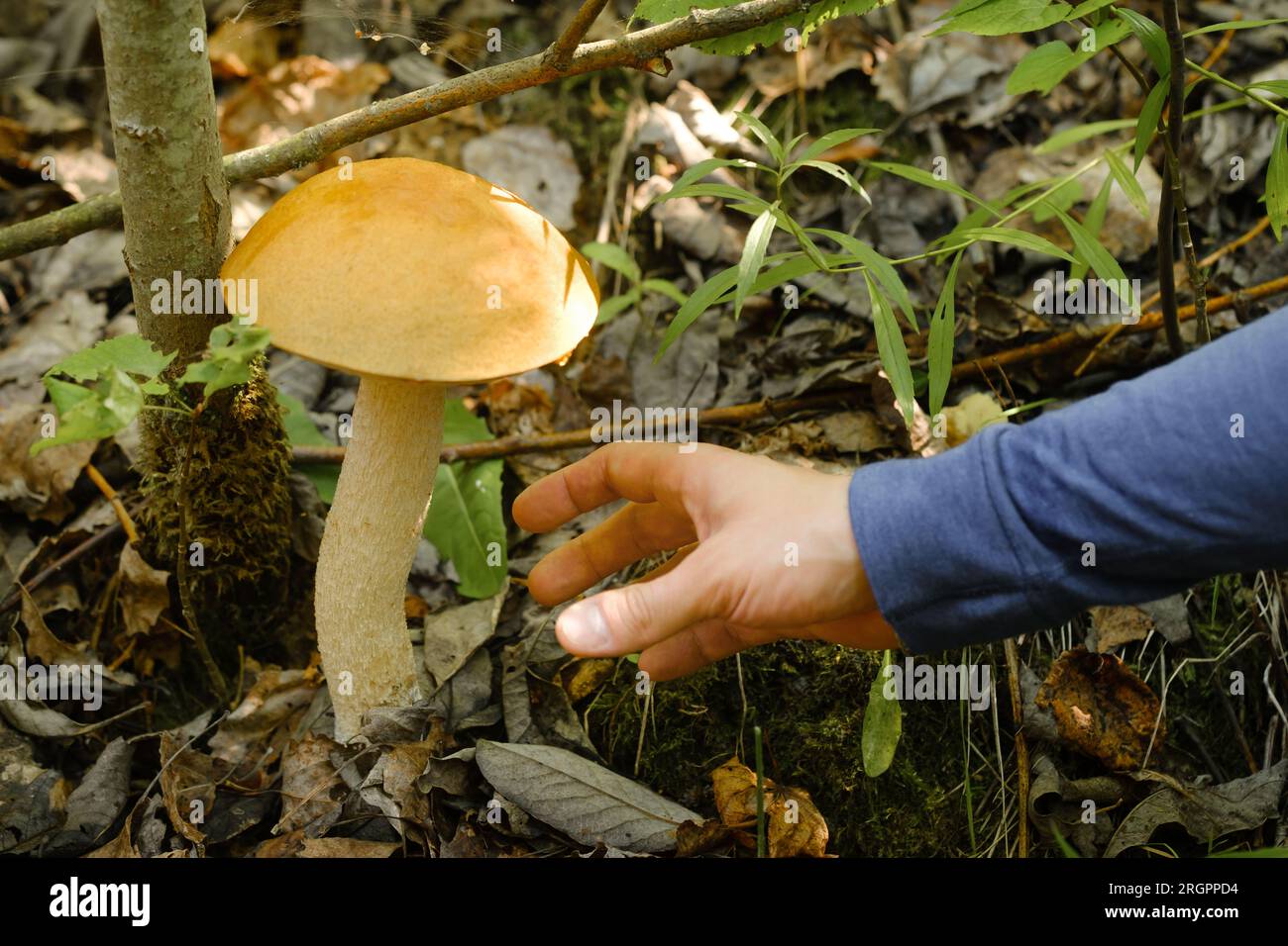 A hand reaches out to pluck a podosinovik mushroom growing in the ...