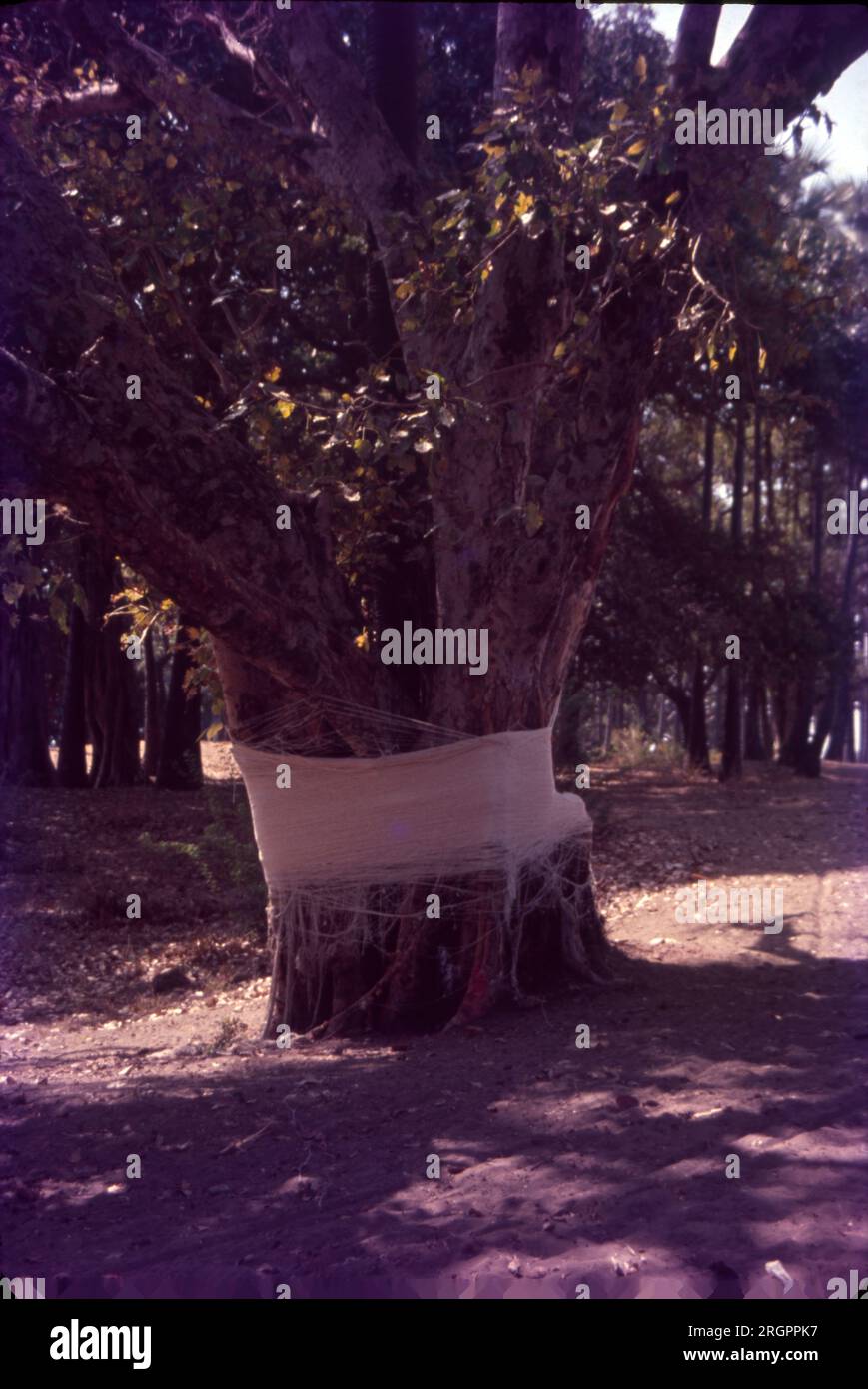 Vat savitri hi-res stock photography and images - Alamy