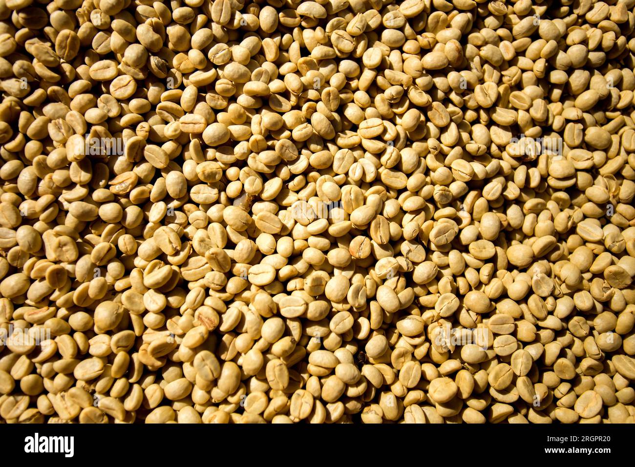 Details of white coffee beans. Organic coffee plantation in the west of ...