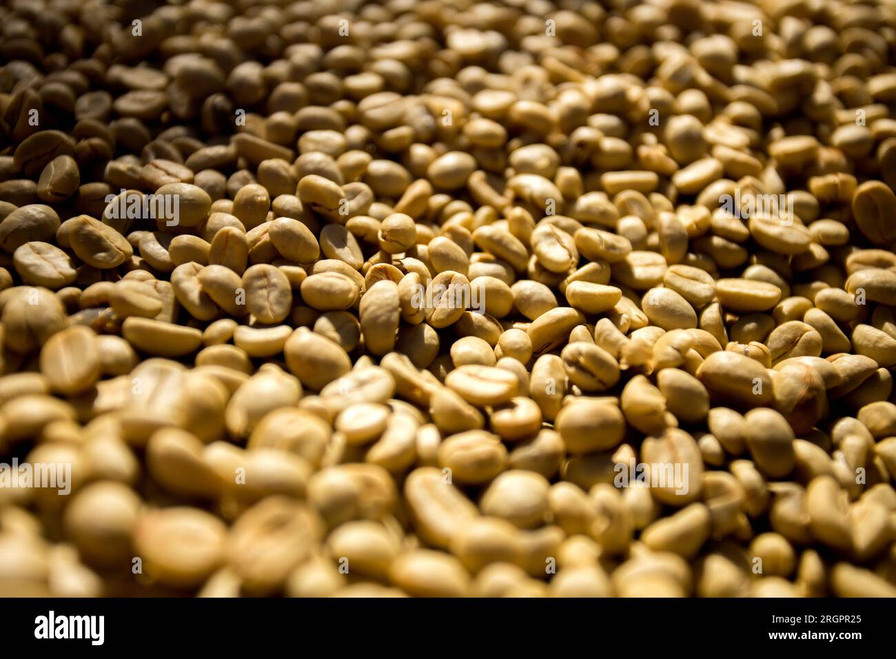 Details of white coffee beans. Organic coffee plantation in the west of ...