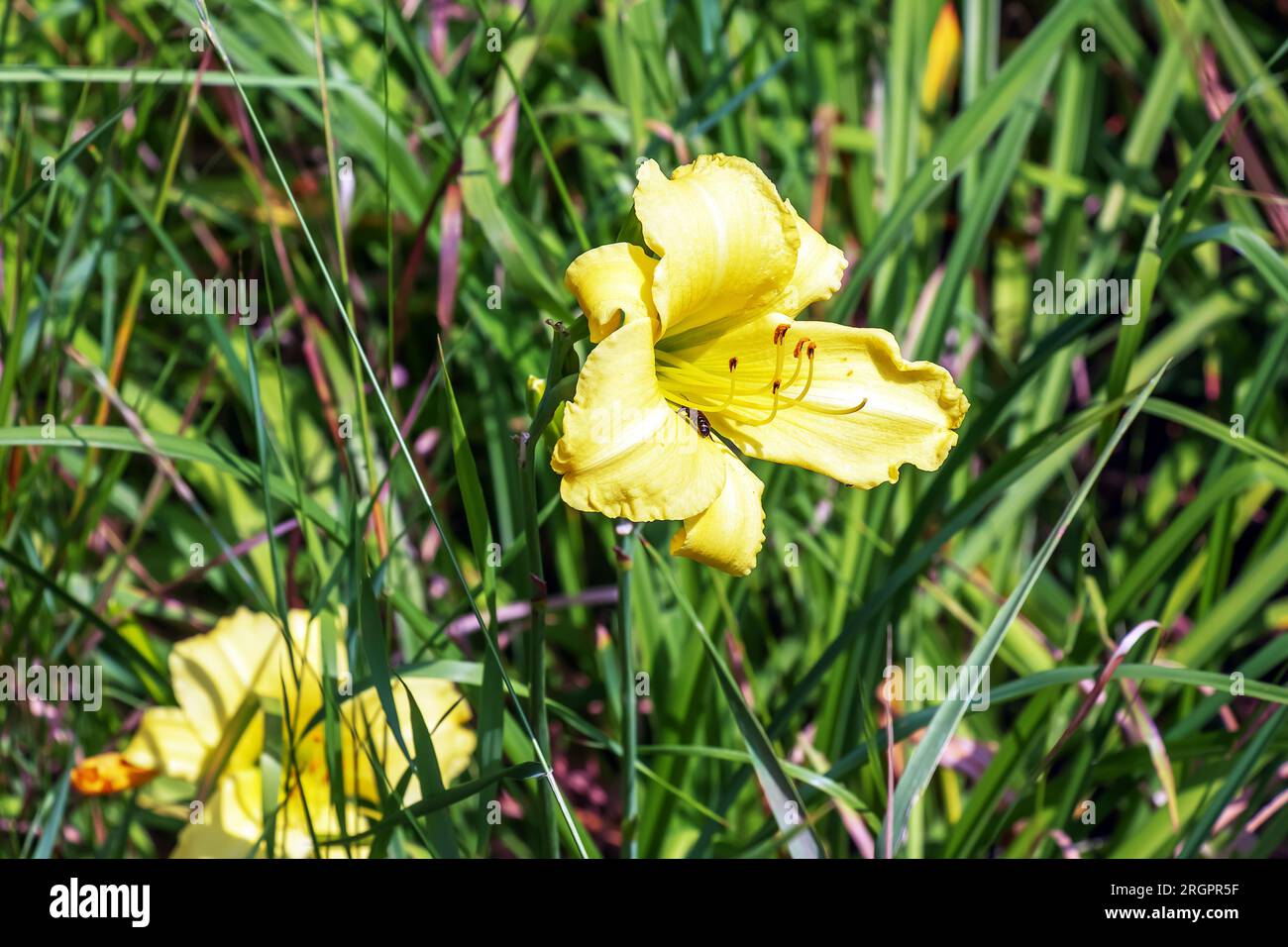 Blooming daylily flowers or Hemerocallis flower, close-up on a sunny ...