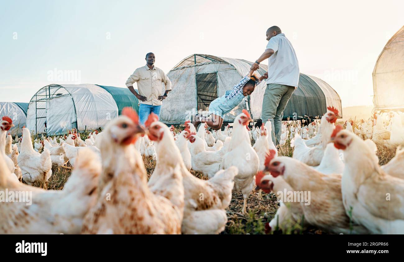 Chickens, farming and family swing with birds check outdoor for ...