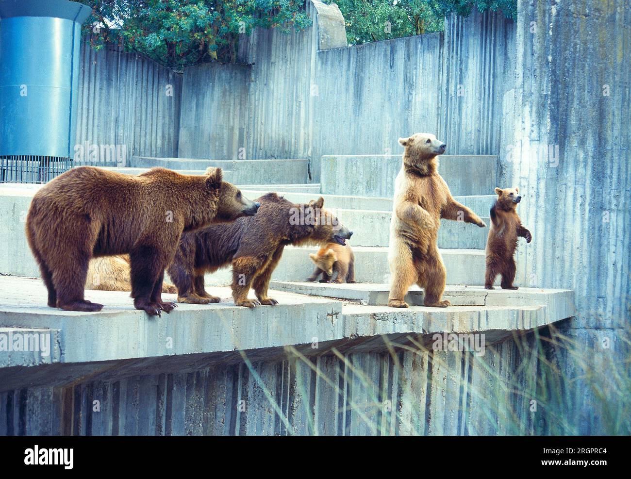 Brown bears. Zoo Aquarium, Madrid, Spain Stock Photo - Alamy