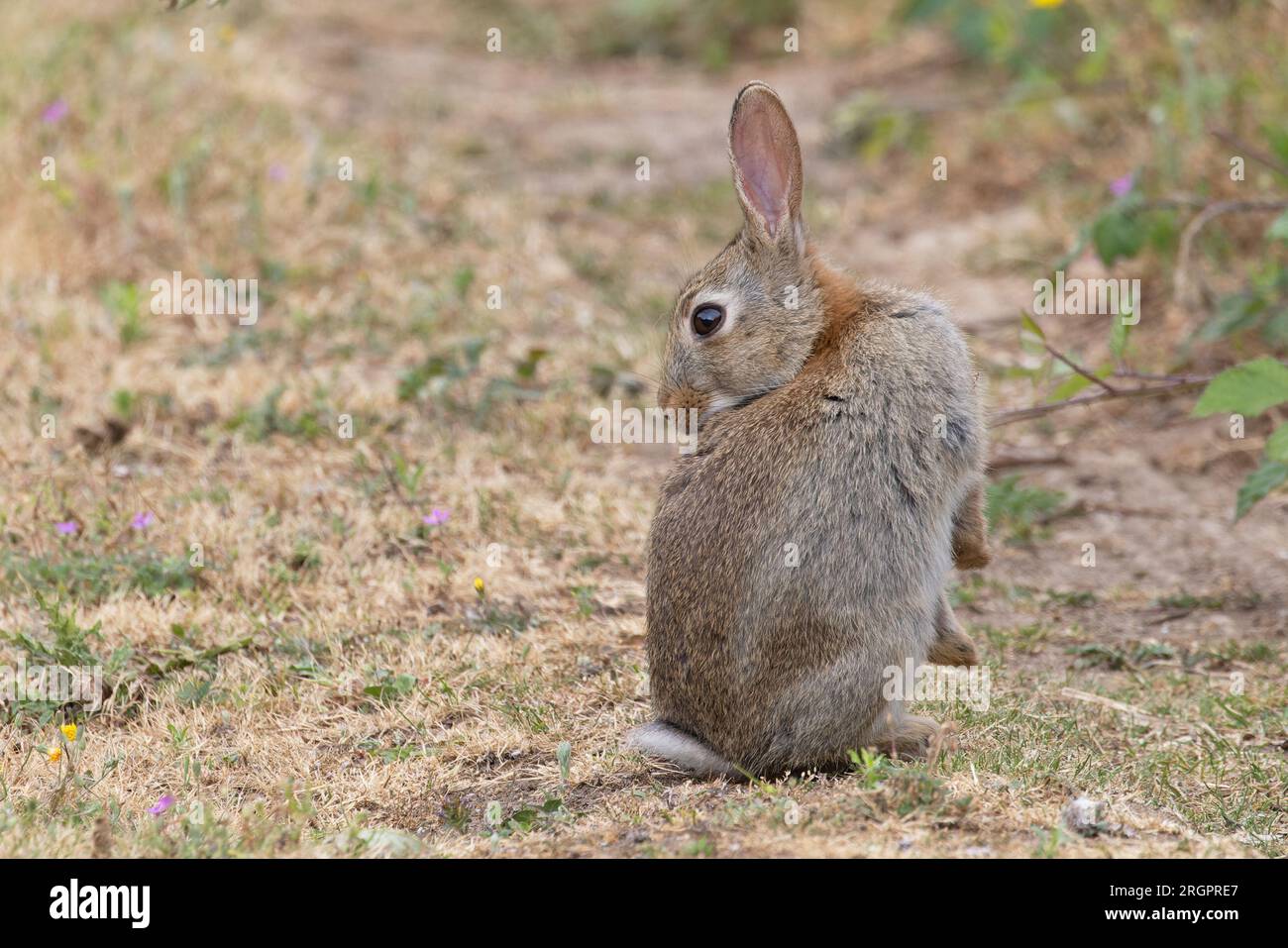 Eurasian rabbit hi-res stock photography and images - Alamy
