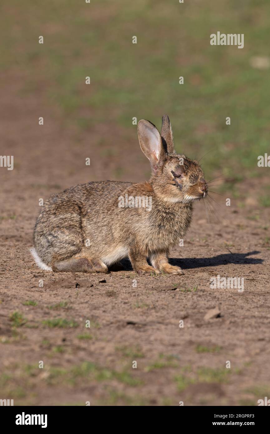 Rabbit (Oryctolagus cuniculus) with Calicivirus Rabbit Haemorrhagic ...
