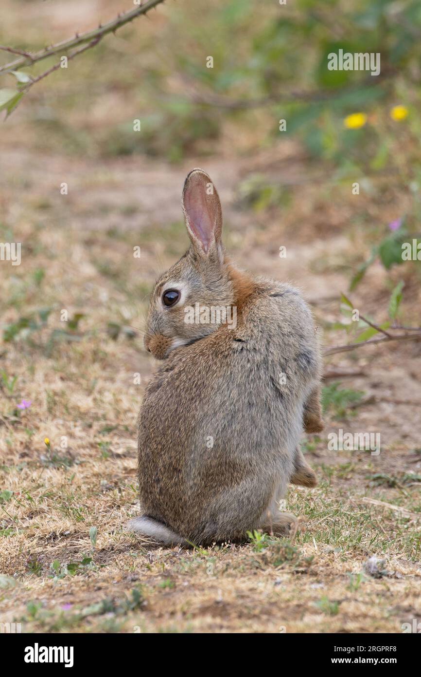 Eurasian rabbit uk hi-res stock photography and images - Alamy