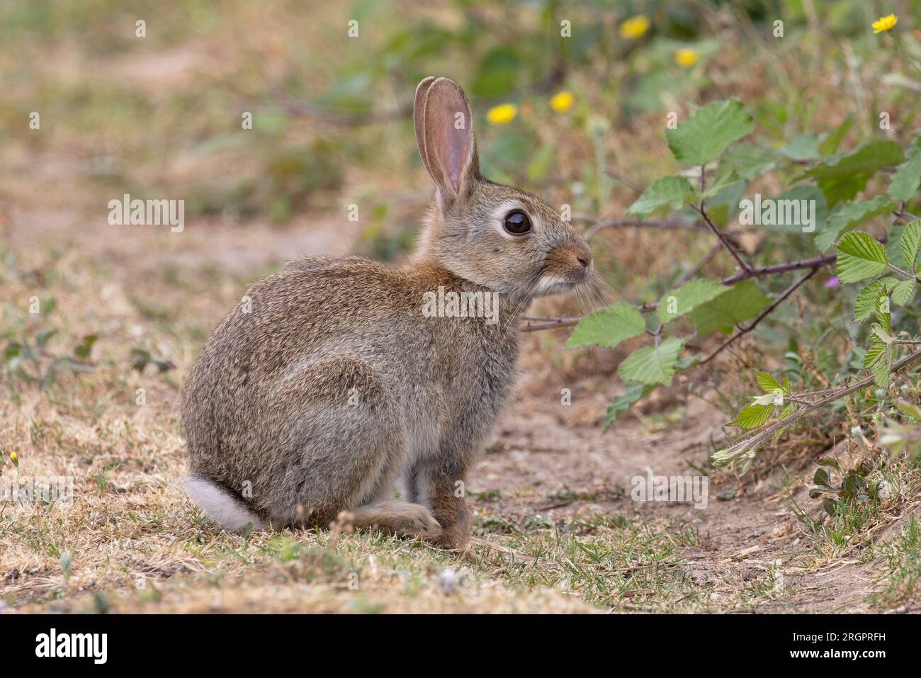 Eurasian rabbit hi-res stock photography and images - Alamy