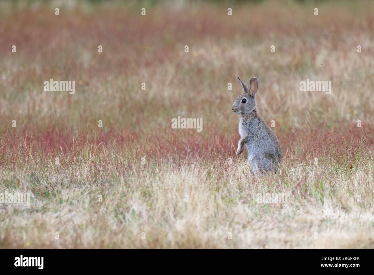 Rabbit july hi-res stock photography and images - Alamy
