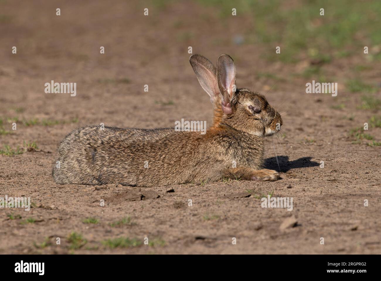 Haemorrhagic disease rabbit hi-res stock photography and images - Alamy