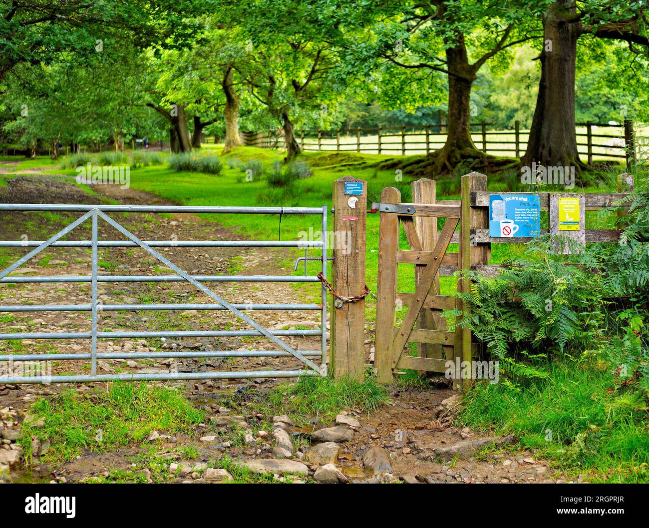 Serene countryside path through the landscape with fields, fences, gate ...