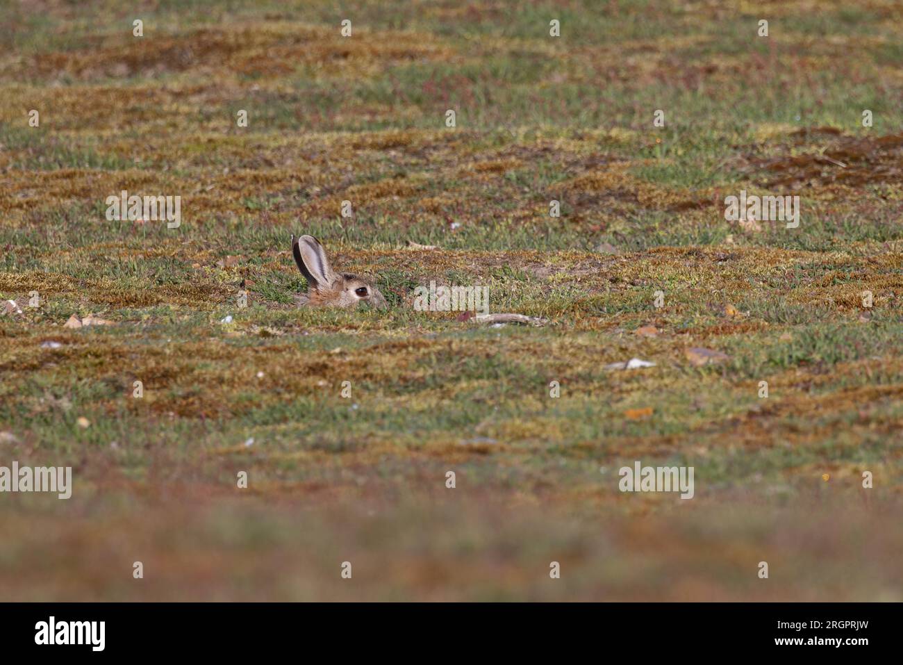 Peep rabbit hi-res stock photography and images - Alamy