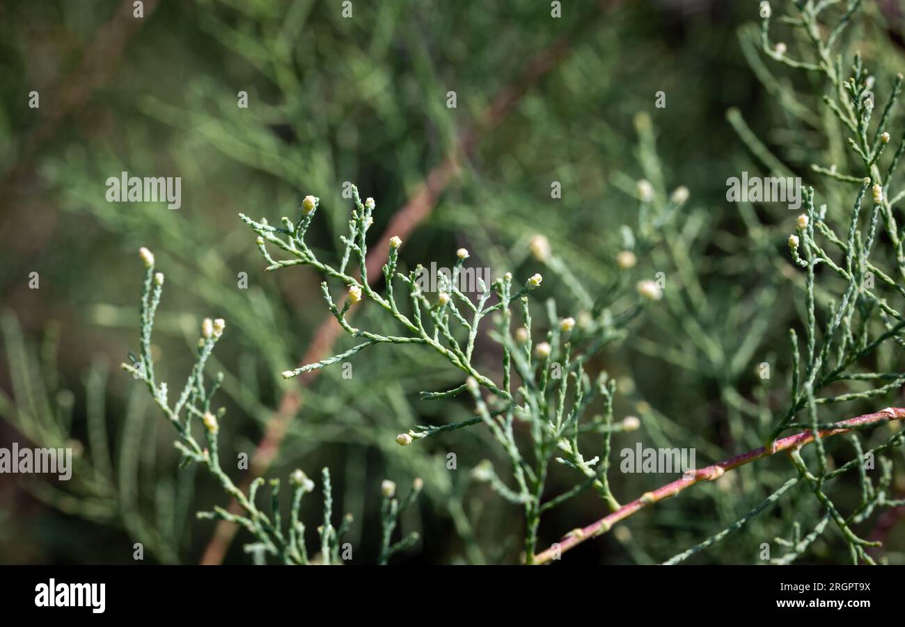 Exocarpos cupressiformis. Common Native Cherry Exocarpos cupressiformis ...