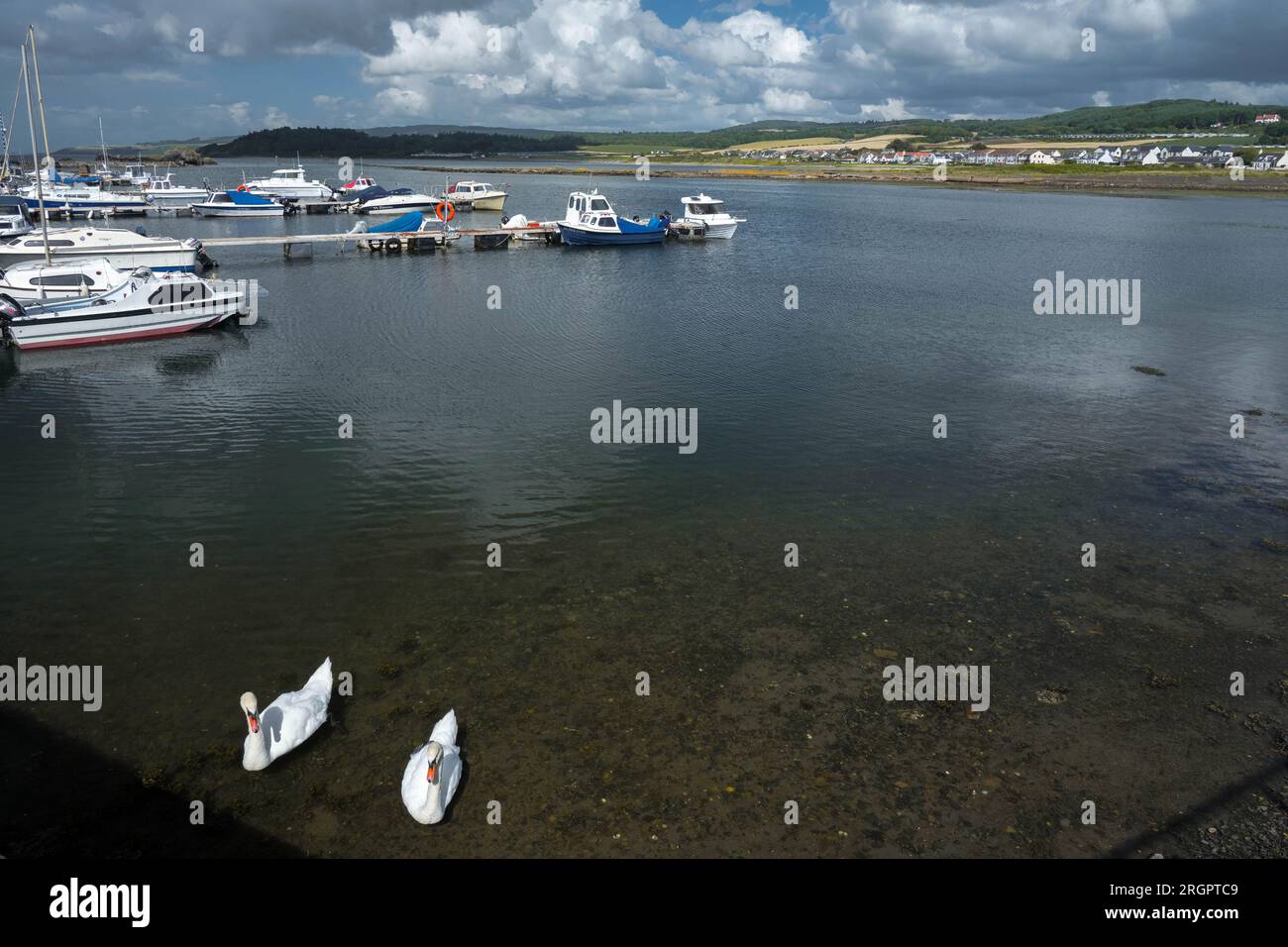 Swan swim at Maidens Harbour, Scotland UK Stock Photo - Alamy