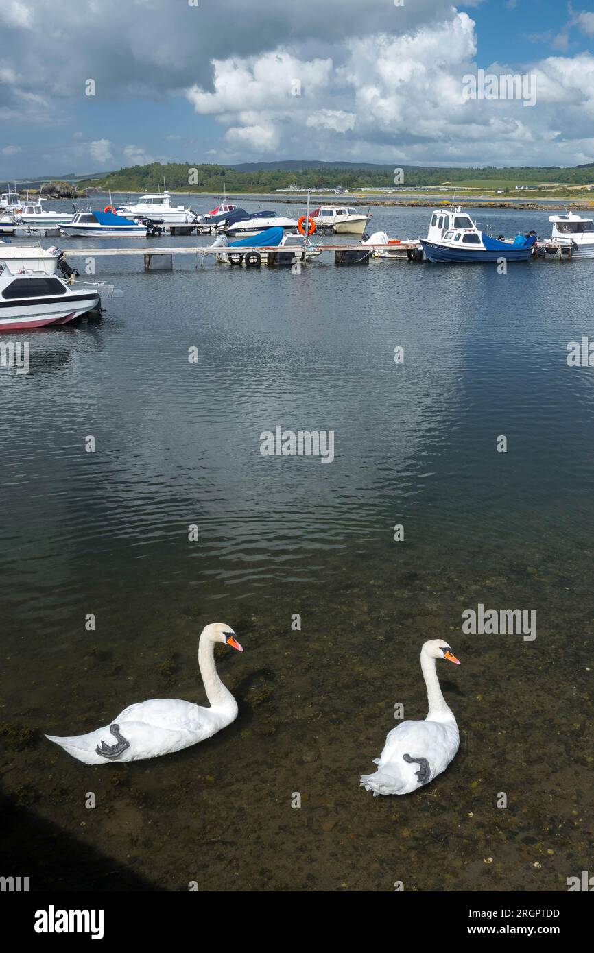 Swan swim at Maidens Harbour, Scotland UK Stock Photo - Alamy