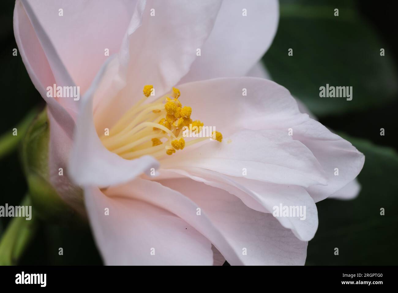 Pale camellia hi-res stock photography and images - Alamy