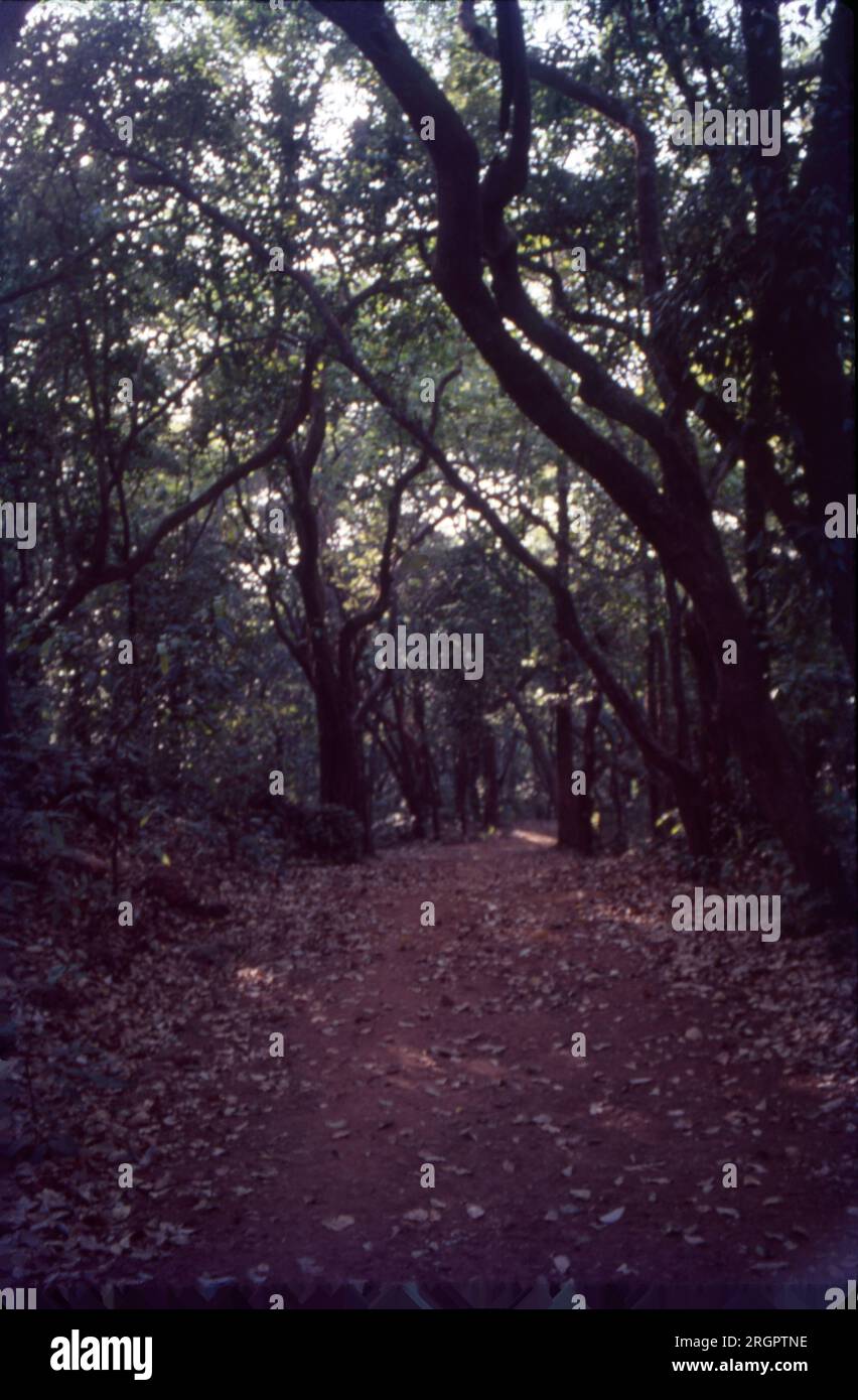 Road Amongst The Trees, Matheran Hill Station, Maharashtra, India Stock ...