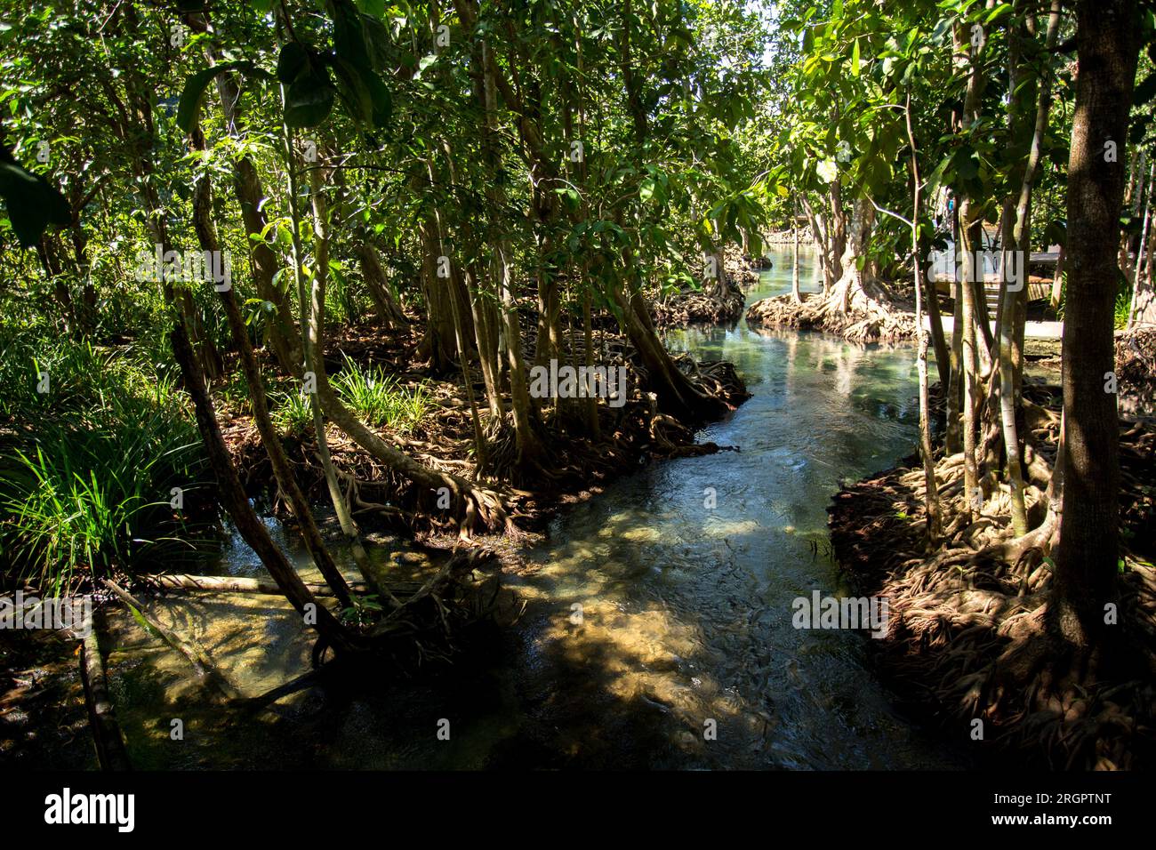 Tha Pom Mangrove Forest in Krabi Province in Thailand Stock Photo - Alamy