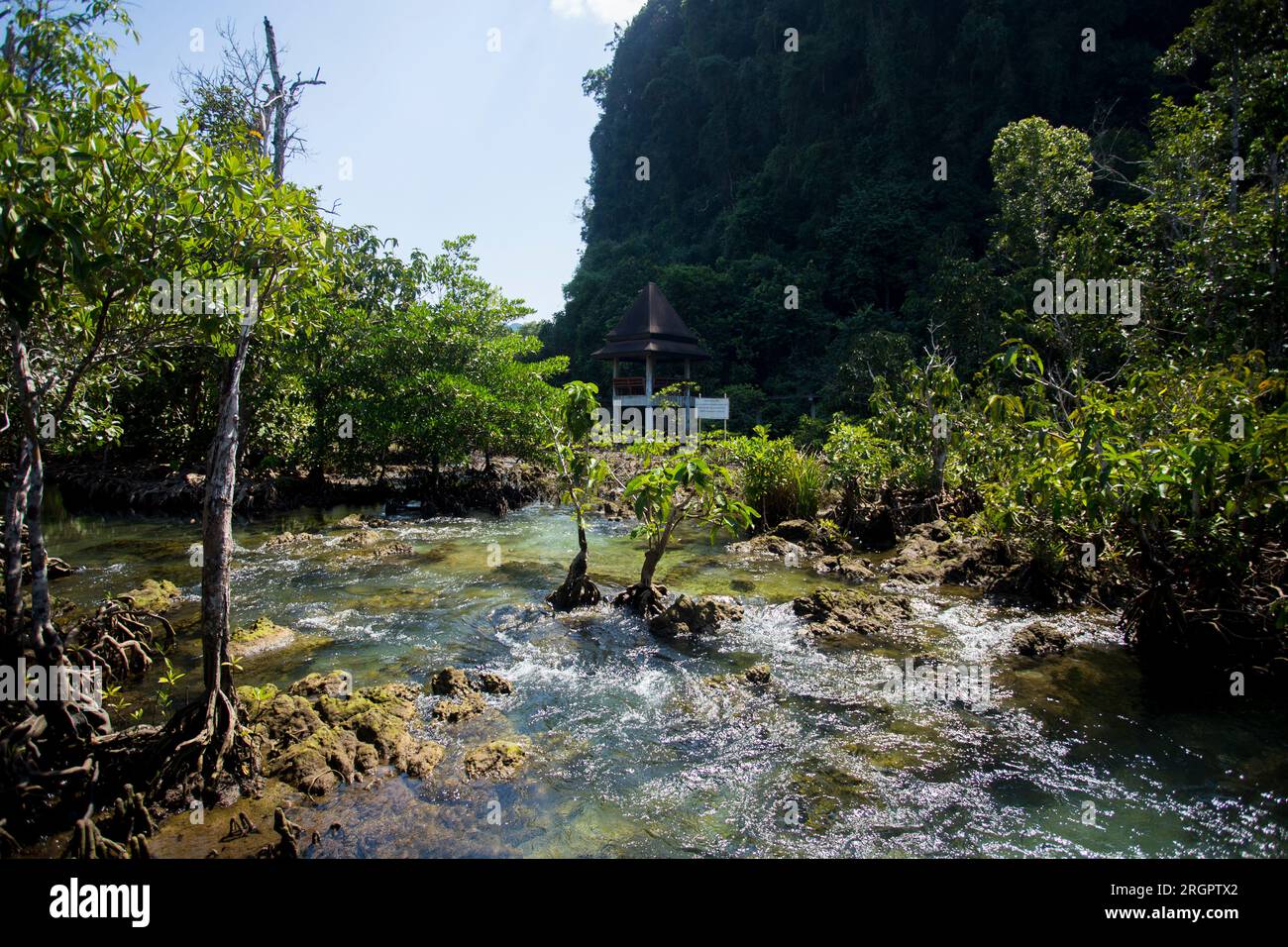 Tha Pom Mangrove Forest in Krabi Province in Thailand Stock Photo - Alamy