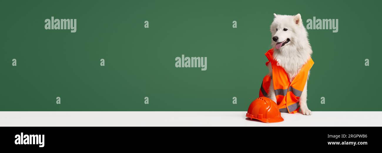 Beautiful, white, purebred Samoyed dog in orange waistcoat, helmet ...