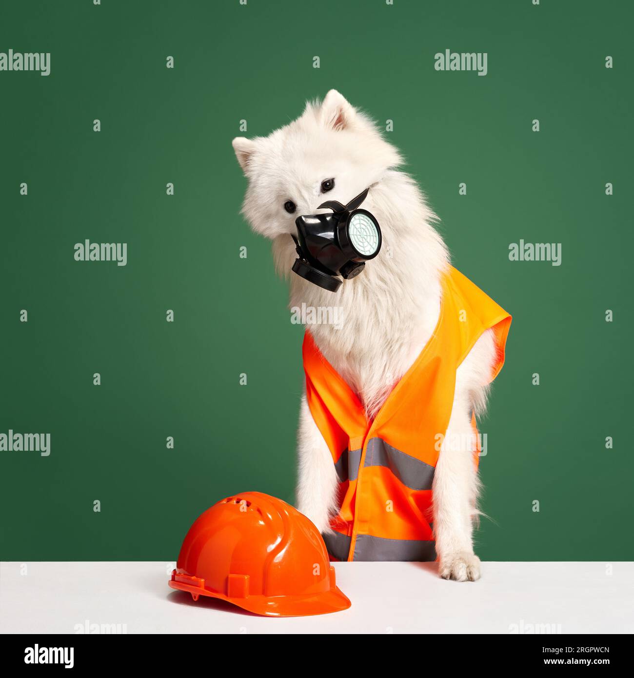 Beautiful, white, purebred Samoyed dog in orange waistcoat, helmet and ...