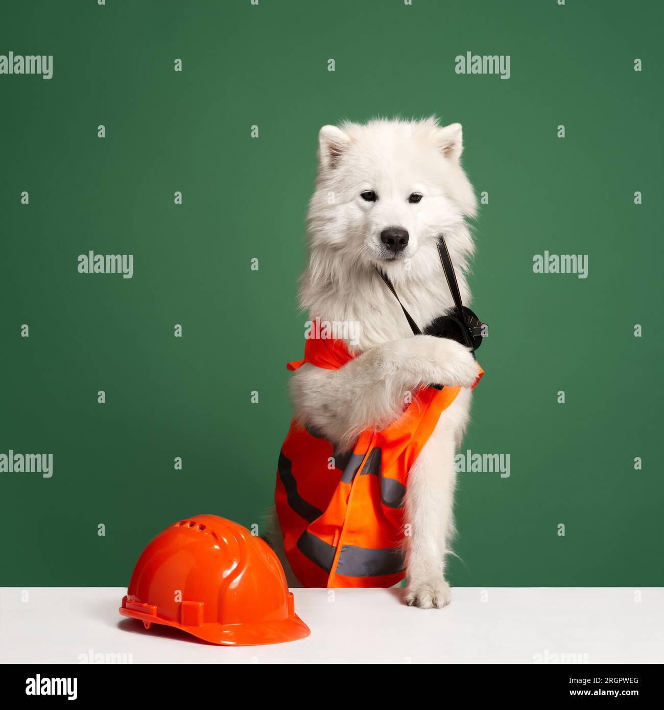 Beautiful, white, purebred Samoyed dog in orange waistcoat, helmet and ...