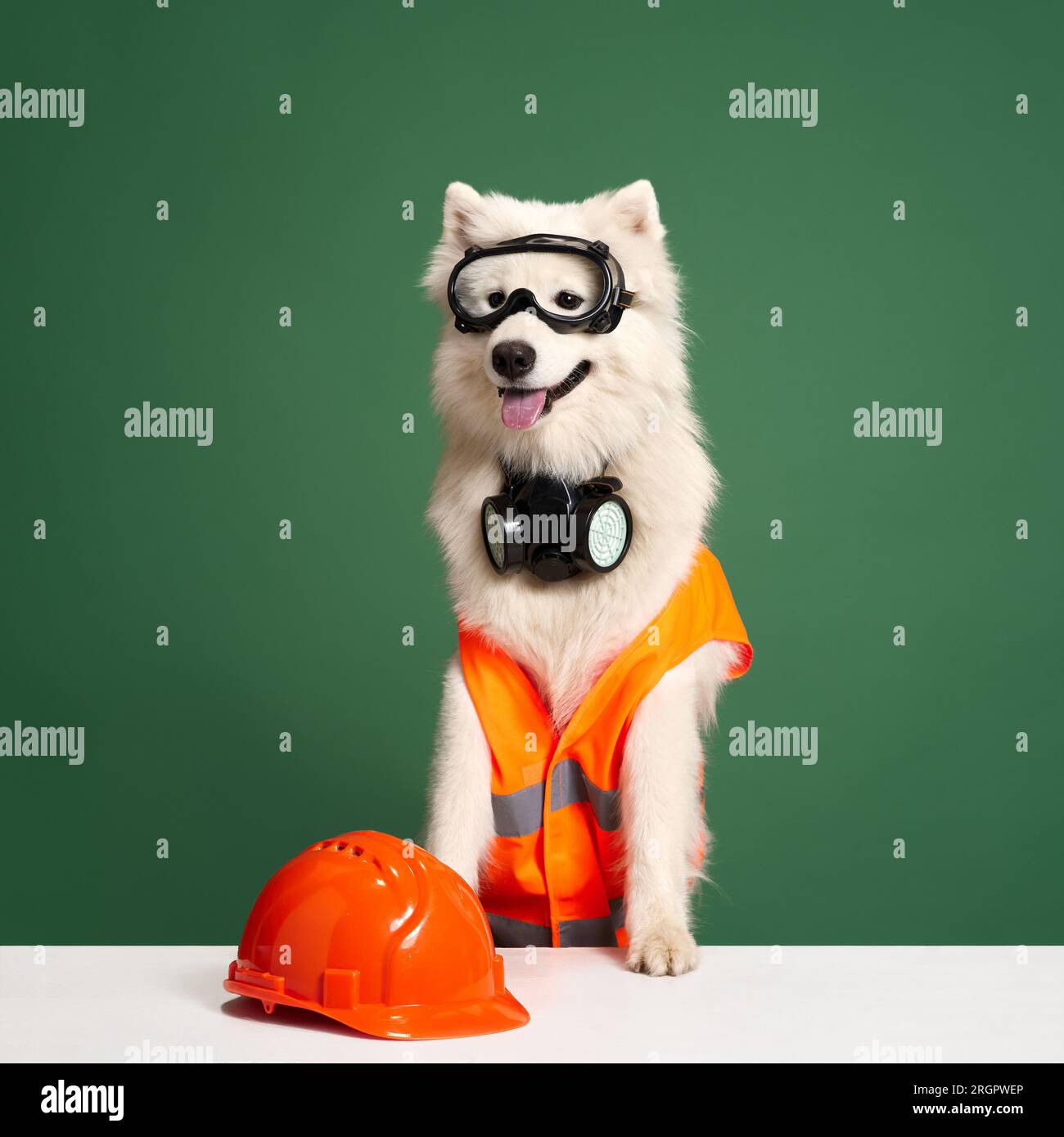 Beautiful, white, purebred Samoyed dog in orange waistcoat, helmet and ...