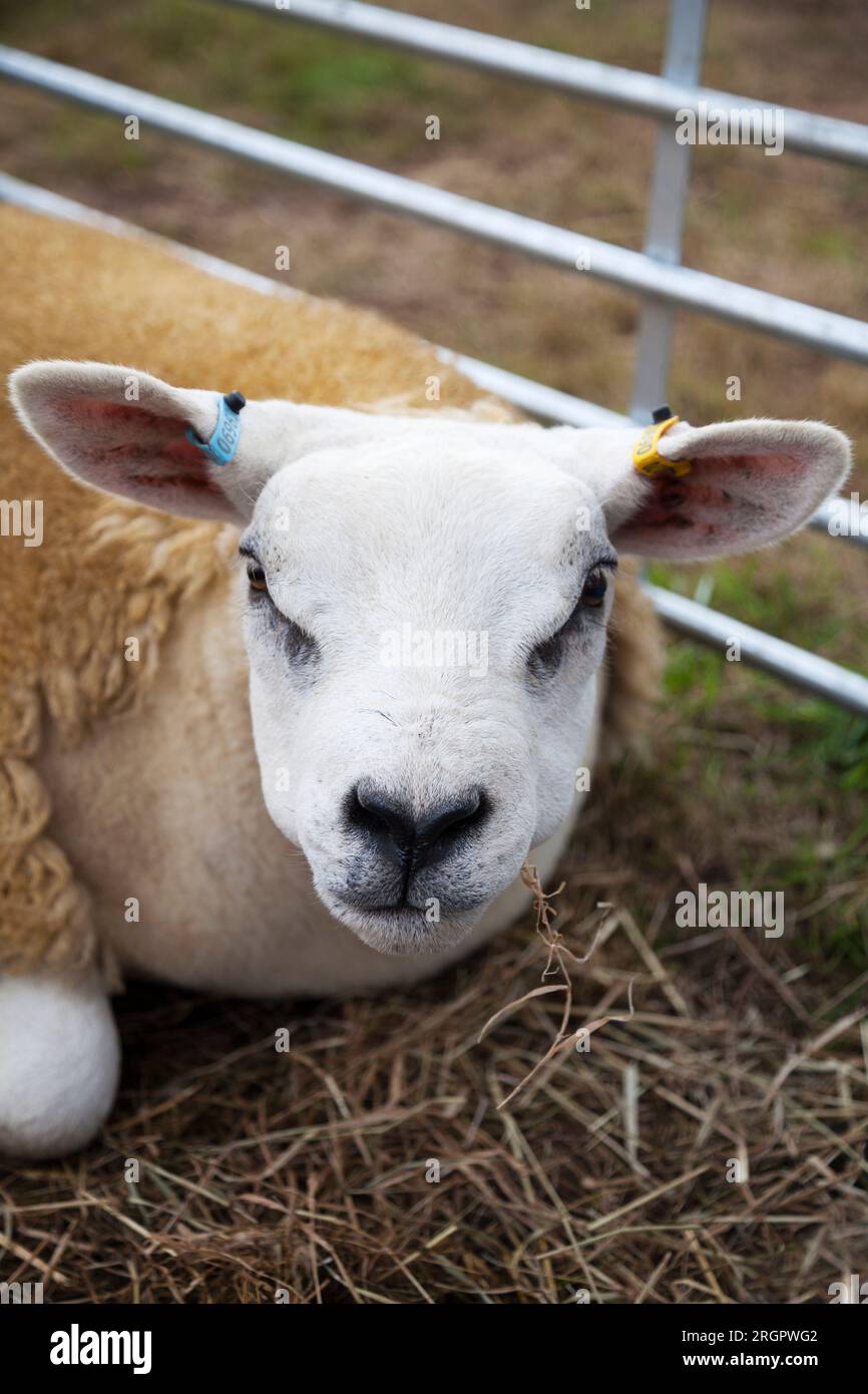Texel Sheep at Duns County Show, Berwickshire, Scotland Stock Photo - Alamy