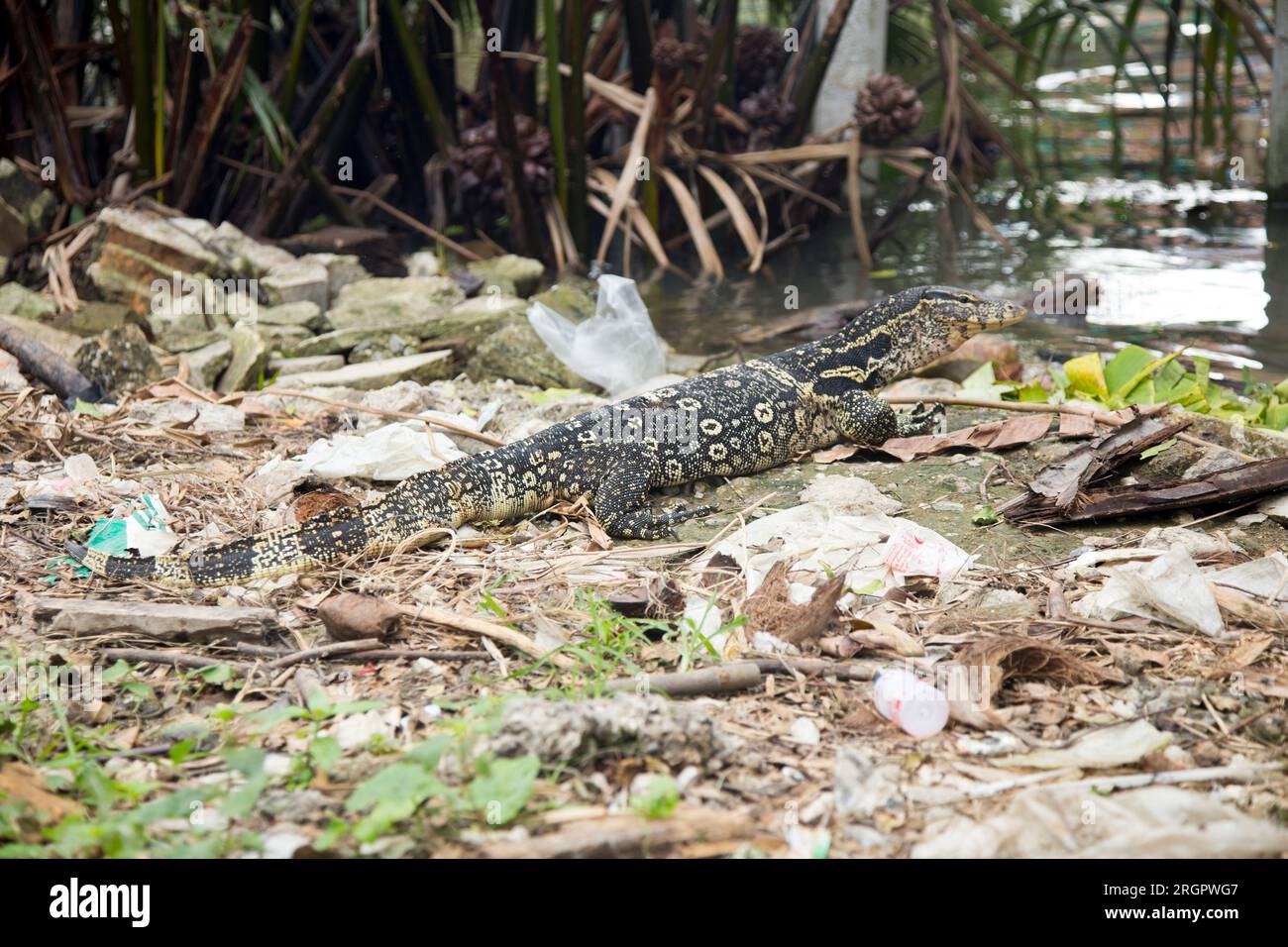 Giant Monitor lizard in the streets of city of Bangkok in Thailand ...
