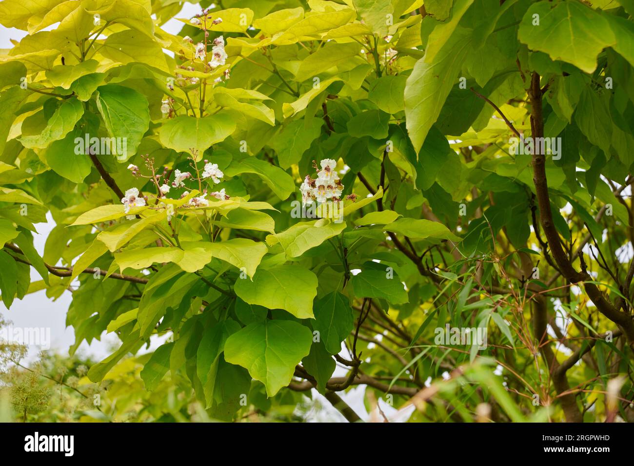 Close-up of lush green catalpa ( Catalpa speciosa ) tree leaves with ...