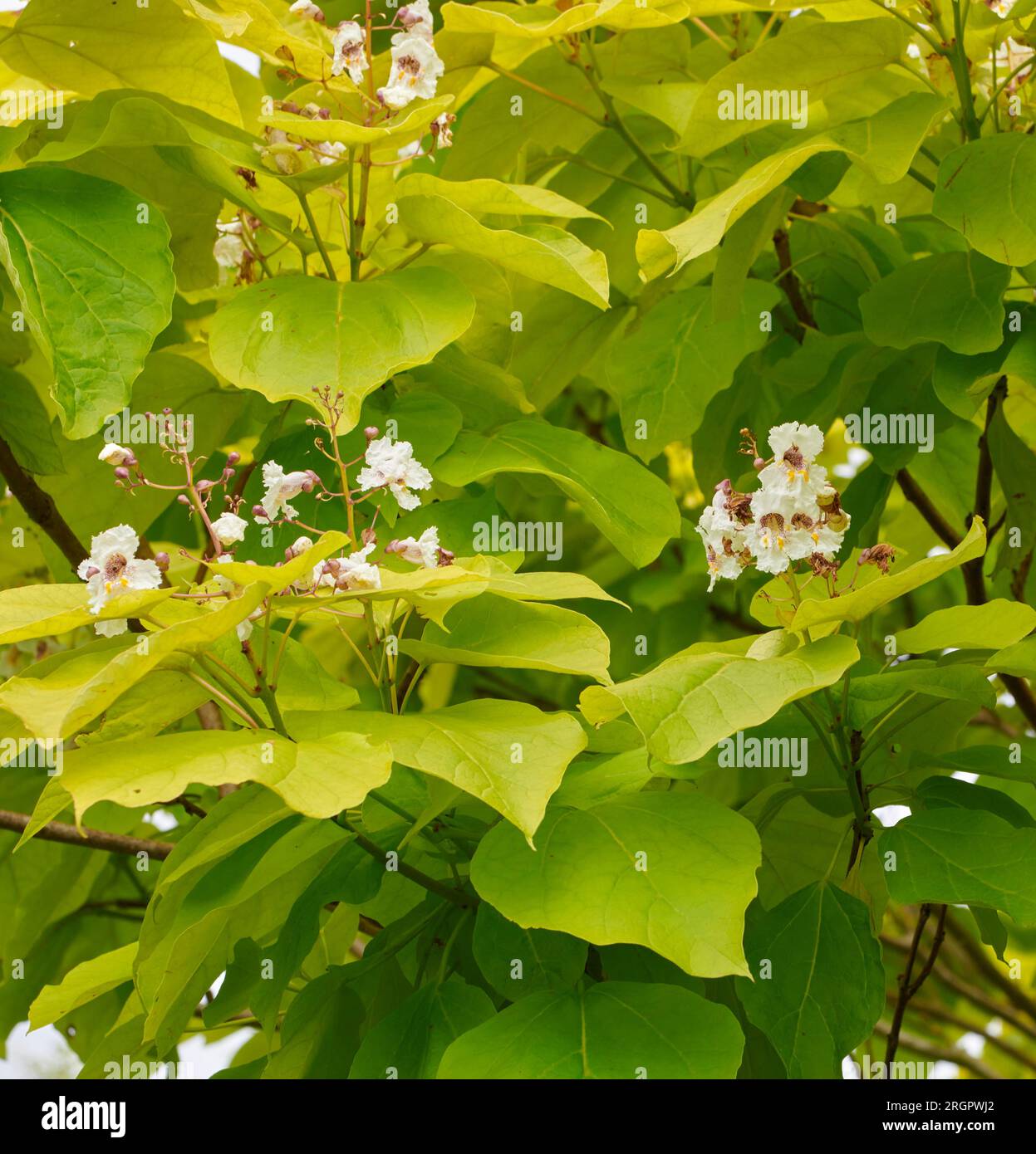 Close-up of lush green catalpa ( Catalpa speciosa ) tree leaves with ...